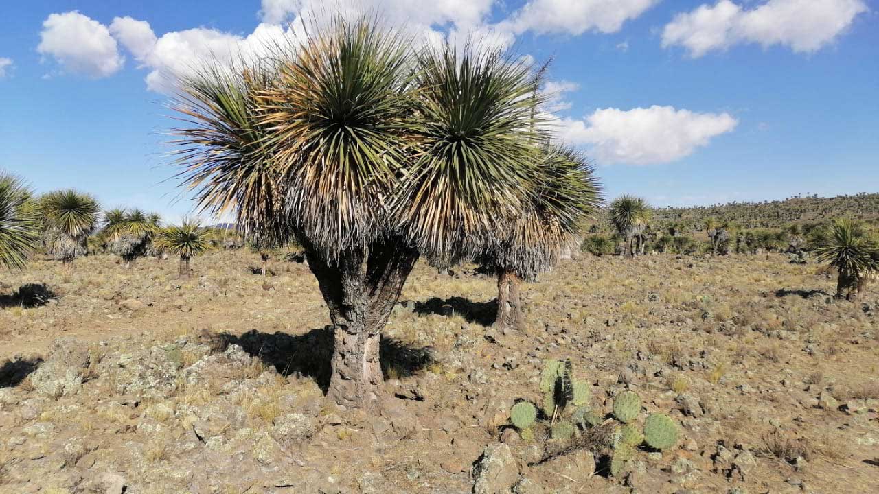 Yucca Raptor in 25 kg kraft paper bag - Agrocorec